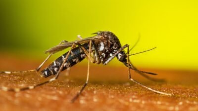 Mosquito Control Dubai | Safe & Fast Service – UAE Pest Control